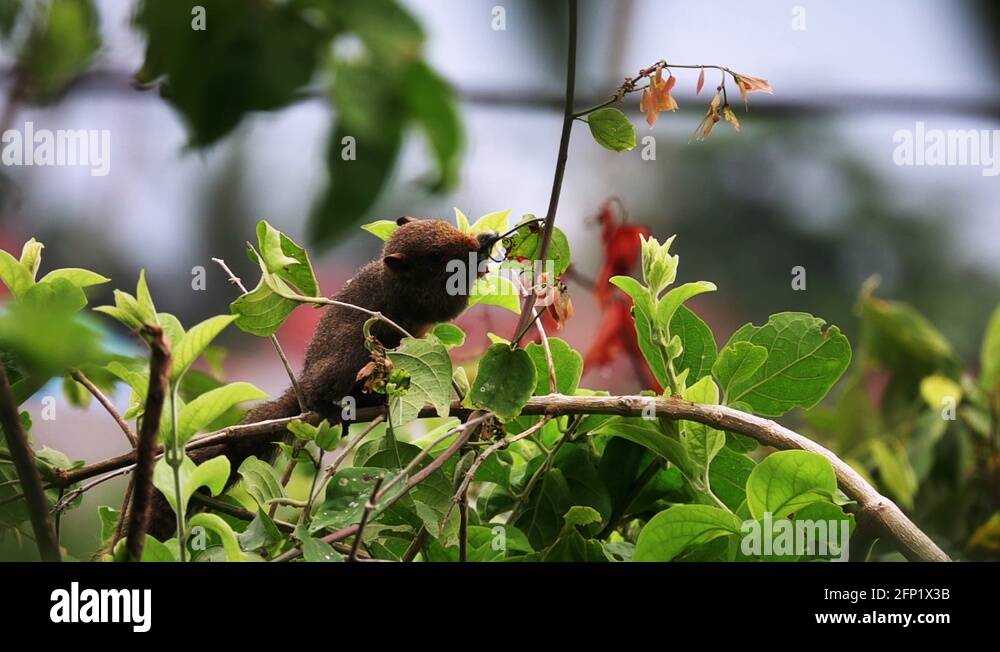 Shrew common Stock Videos & Footage - HD and 4K Video Clips - Alamy