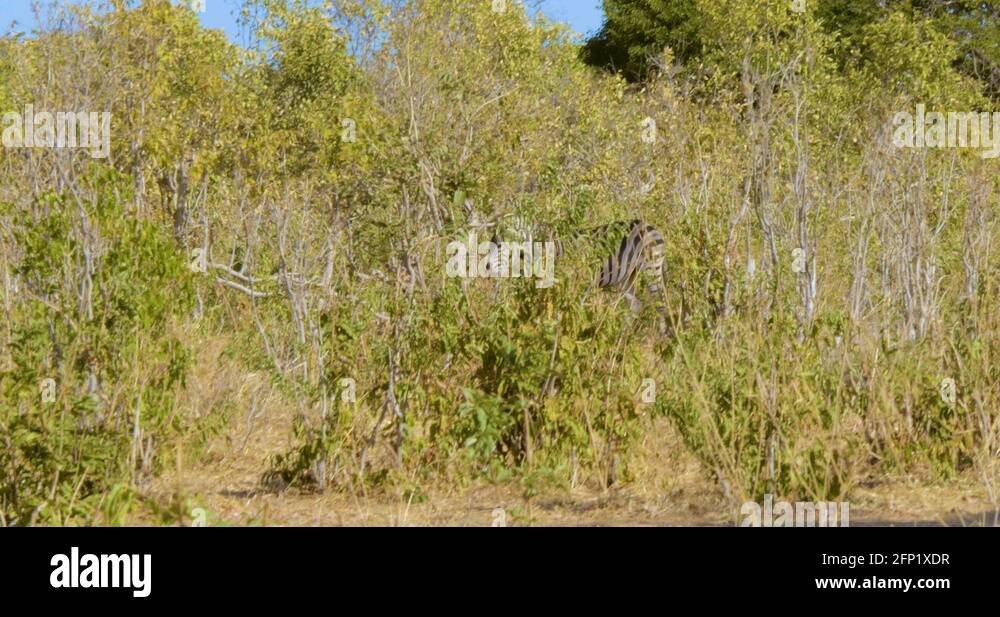 Hidden zebra Stock Videos & Footage - HD and 4K Video Clips - Alamy