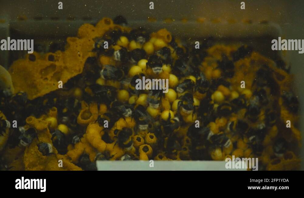 Bombus terrestris hive Stock Videos & Footage - HD and 4K Video Clips ...