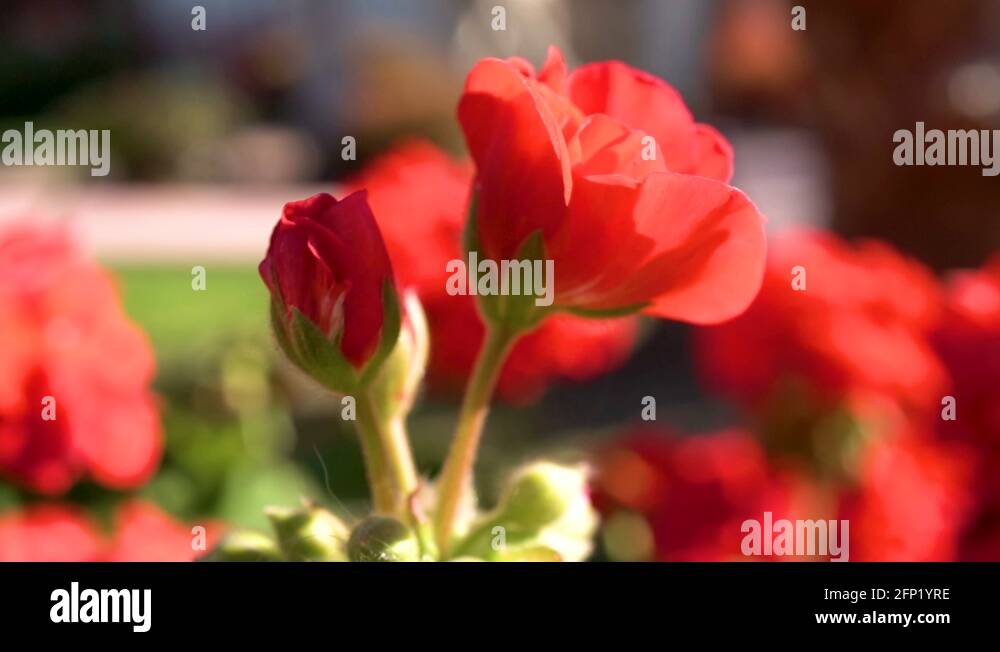 Flower bed red geranium Stock Videos & Footage - HD and 4K Video Clips - Alamy