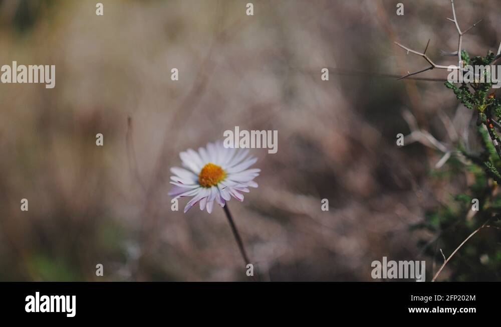Cyprus wild flower Stock Videos & Footage - HD and 4K Video Clips - Alamy