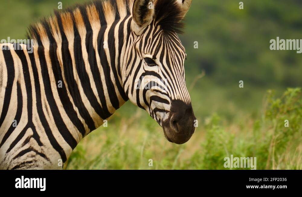 Animal head and shoulders Stock Videos & Footage - HD and 4K Video ...