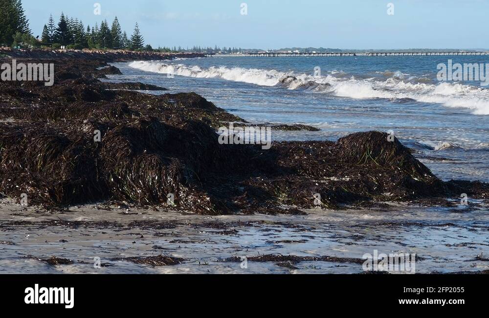 Wind swept pine Stock Videos & Footage - HD and 4K Video Clips - Alamy
