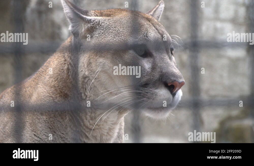 Puma cat wildlife Stock Videos & Footage - HD and 4K Video Clips - Alamy