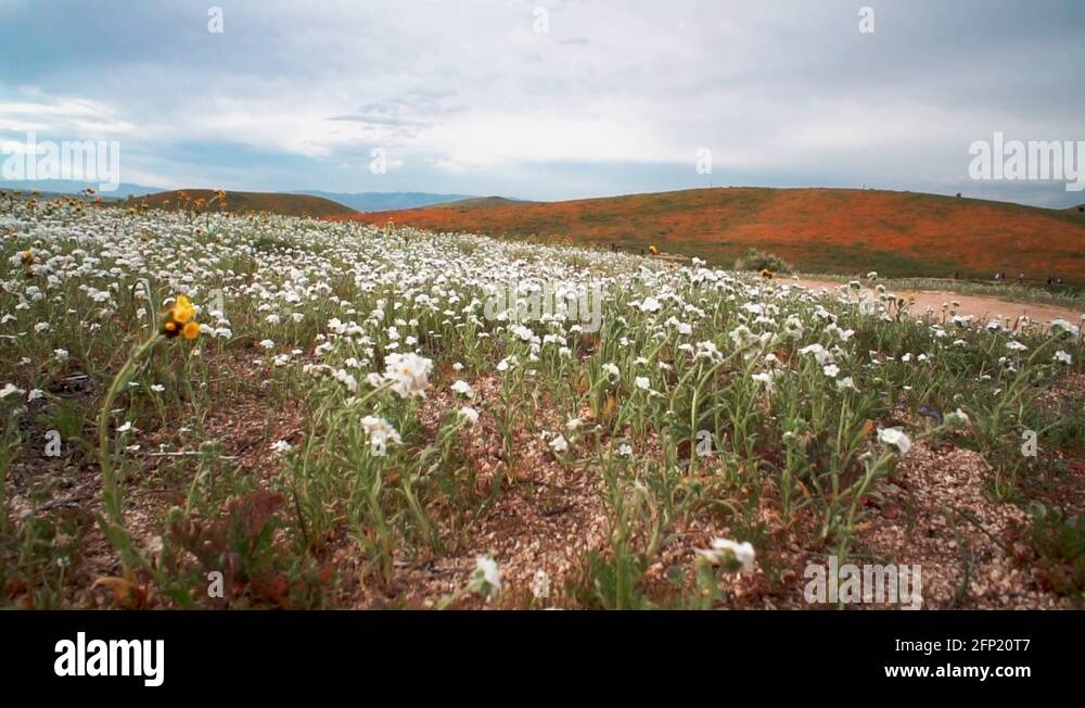 Field of flowers grasslands Stock Videos & Footage - HD and 4K Video ...
