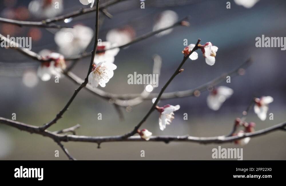 Plum rain season Stock Videos & Footage - HD and 4K Video Clips - Alamy