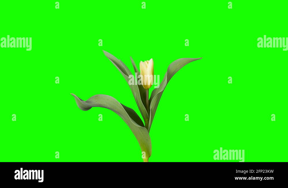 4K. White tulip bloom buds green screen, Ultra HD (Tulipa Pinocchio ...