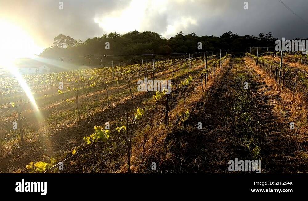 Vine plantation Stock Videos & Footage - HD and 4K Video Clips - Alamy