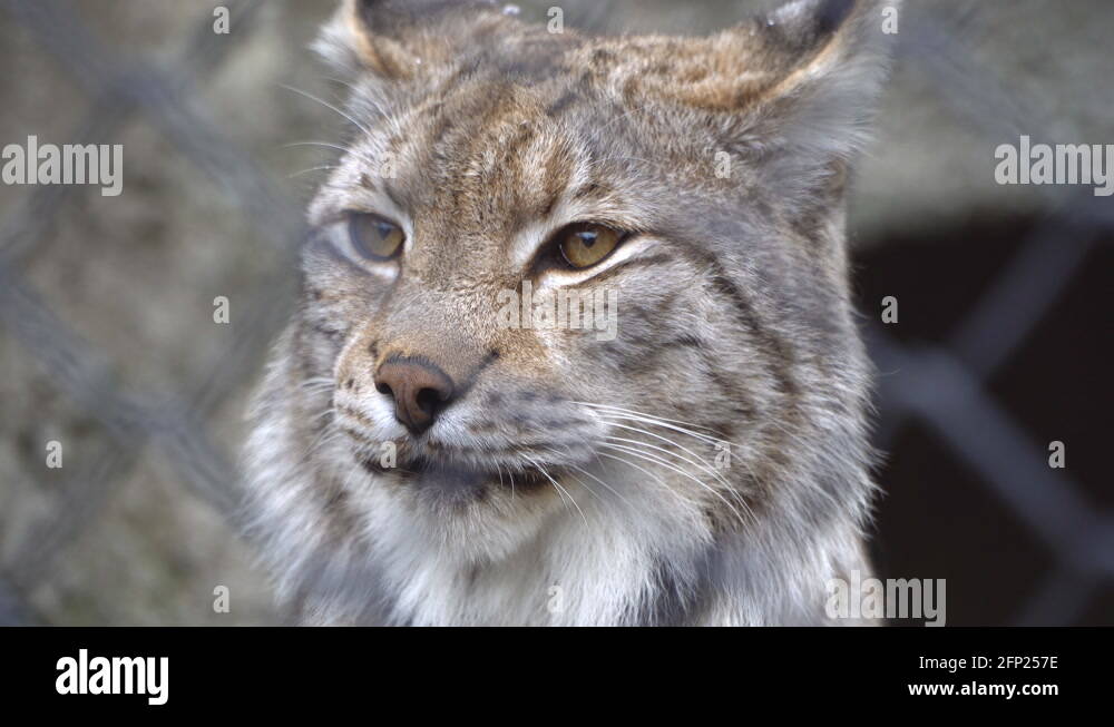 Carnivorous wild cat Stock Videos & Footage - HD and 4K Video Clips - Alamy