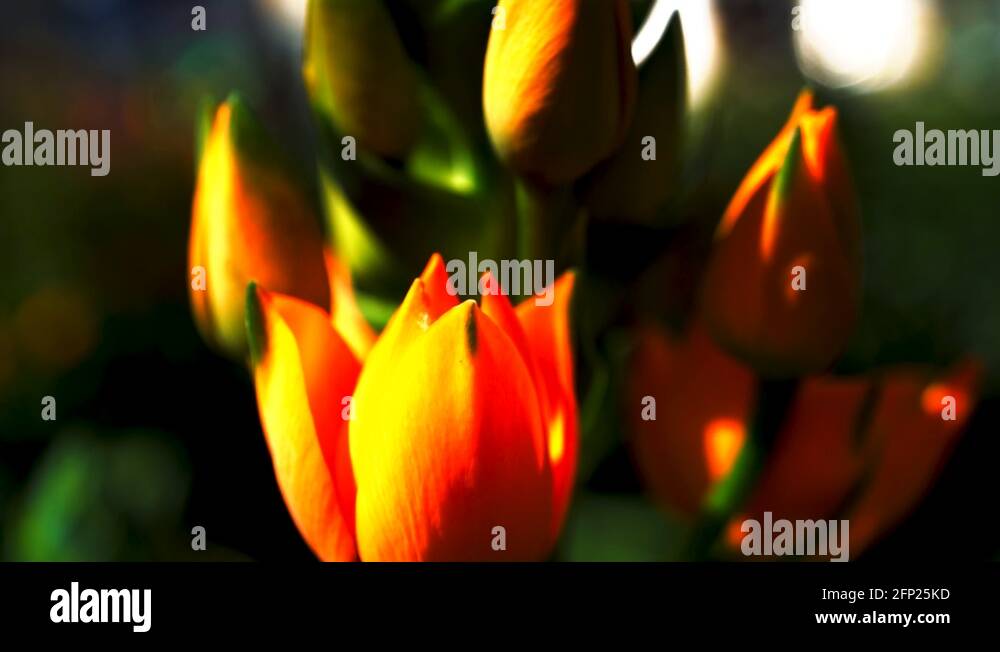 Spiky leaf plant Stock Videos & Footage - HD and 4K Video Clips - Alamy