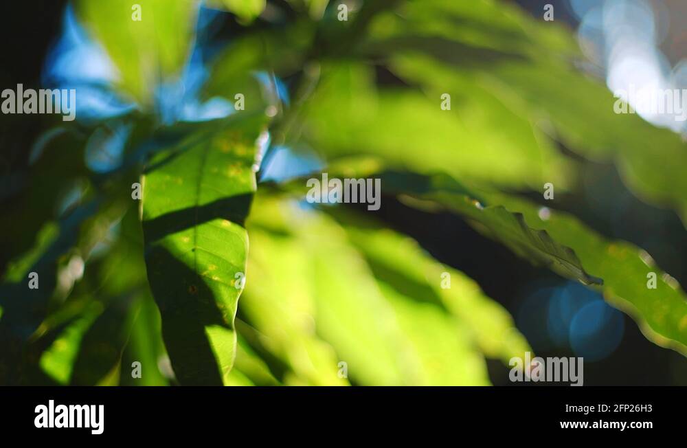 Caribbean rain forest Stock Videos & Footage - HD and 4K Video Clips ...