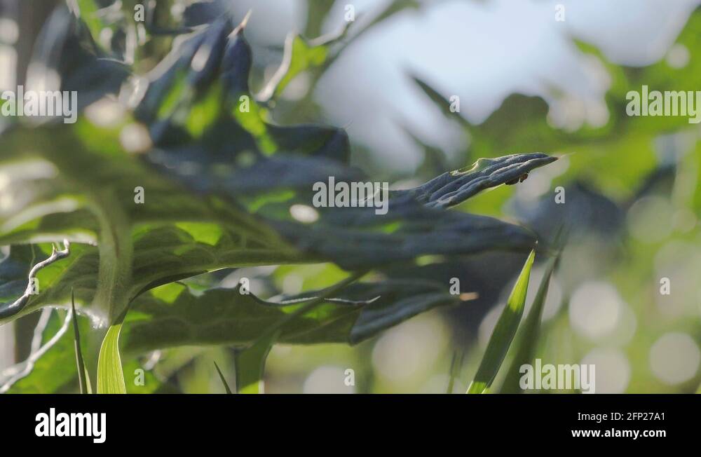 Texas insects Stock Videos & Footage - HD and 4K Video Clips - Alamy