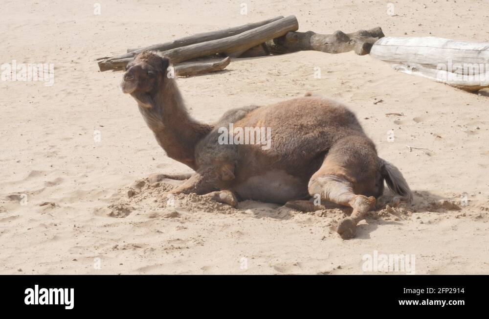 Camel desert sandstorm Stock Videos & Footage - HD and 4K Video Clips ...