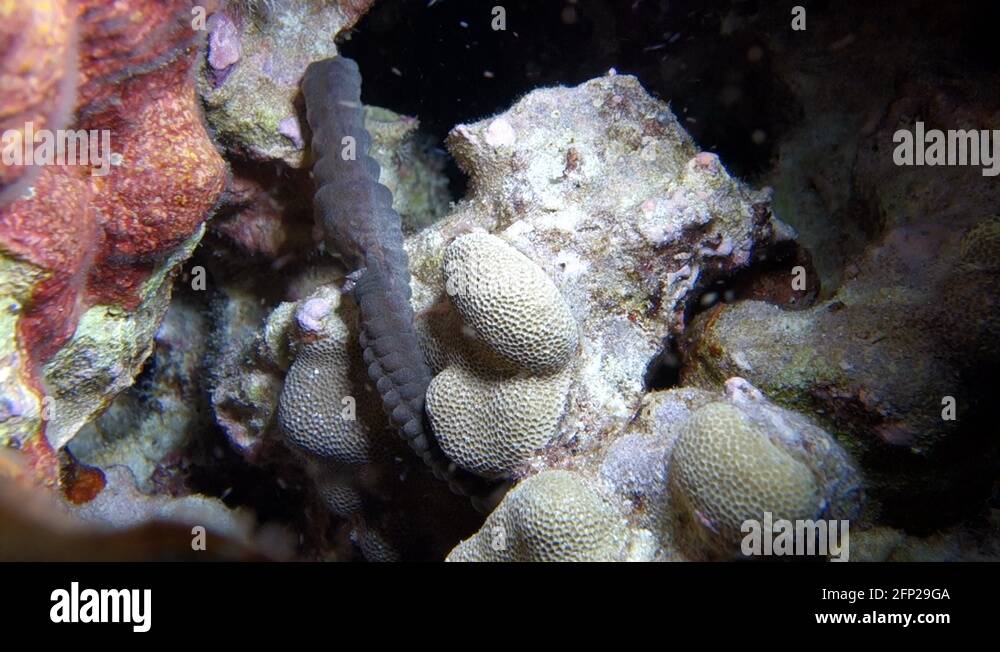 Island creature Stock Videos & Footage - HD and 4K Video Clips - Alamy