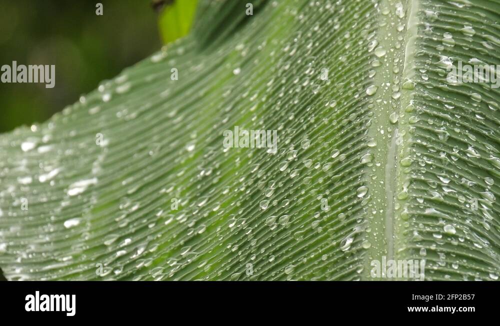 Palm leaf with ridges Stock Videos & Footage - HD and 4K Video Clips ...