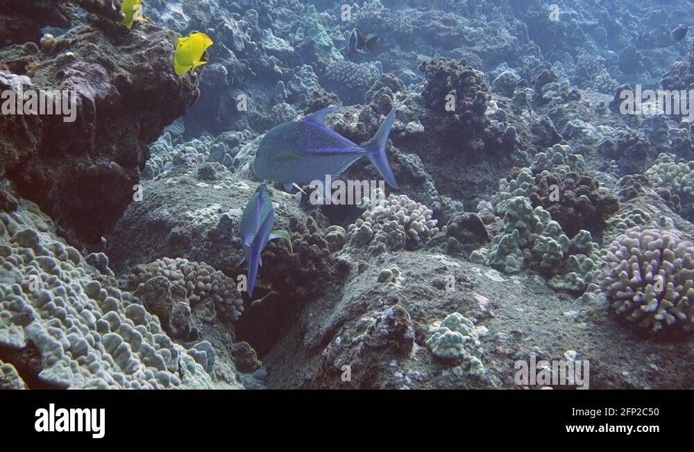 Blue yellow fish Stock Videos & Footage - HD and 4K Video Clips - Alamy