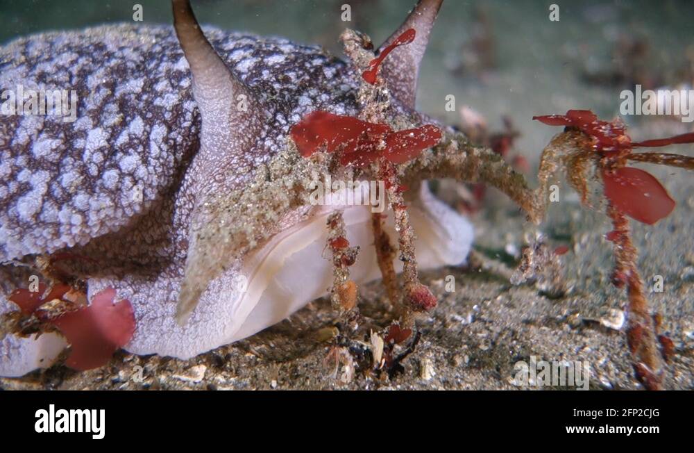 Red spotted starfish Stock Videos & Footage - HD and 4K Video Clips - Alamy