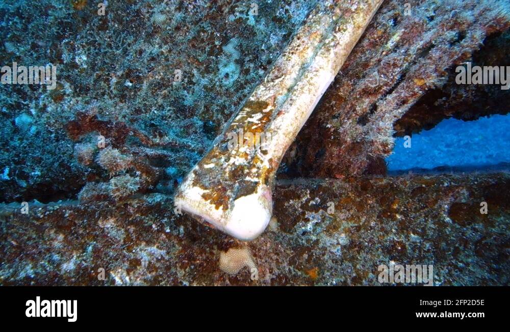 Underwater Close-Up: Human Tibia and Foot Skeleton Floating in Ocean in ...