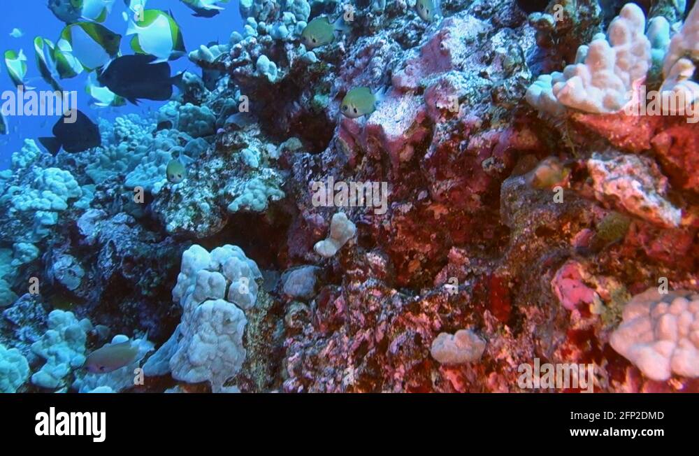 Yellow white fish Stock Videos & Footage - HD and 4K Video Clips - Alamy