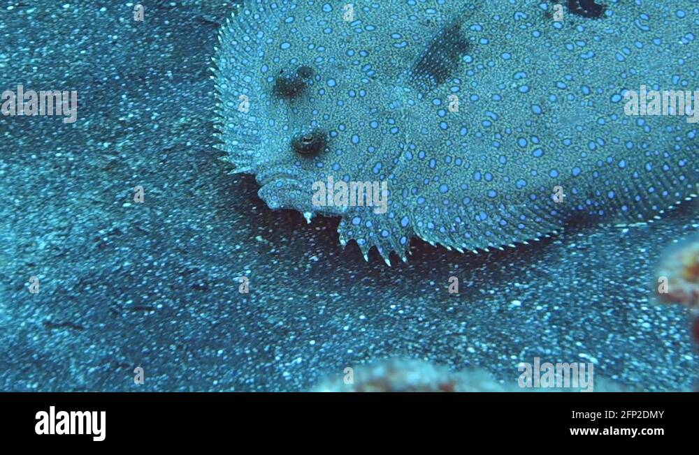 Underwater Close-Up: Ray Swimming Through Coral Reef with Other Fish in ...