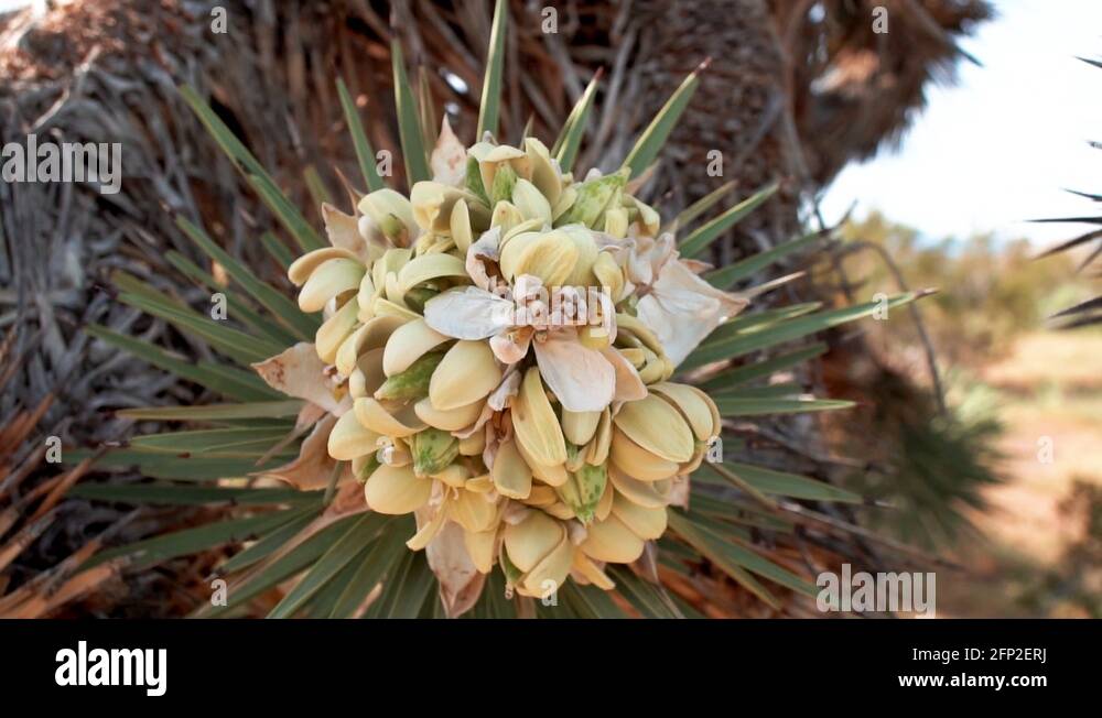 Mojave yucca in bloom Stock Videos & Footage - HD and 4K Video Clips ...