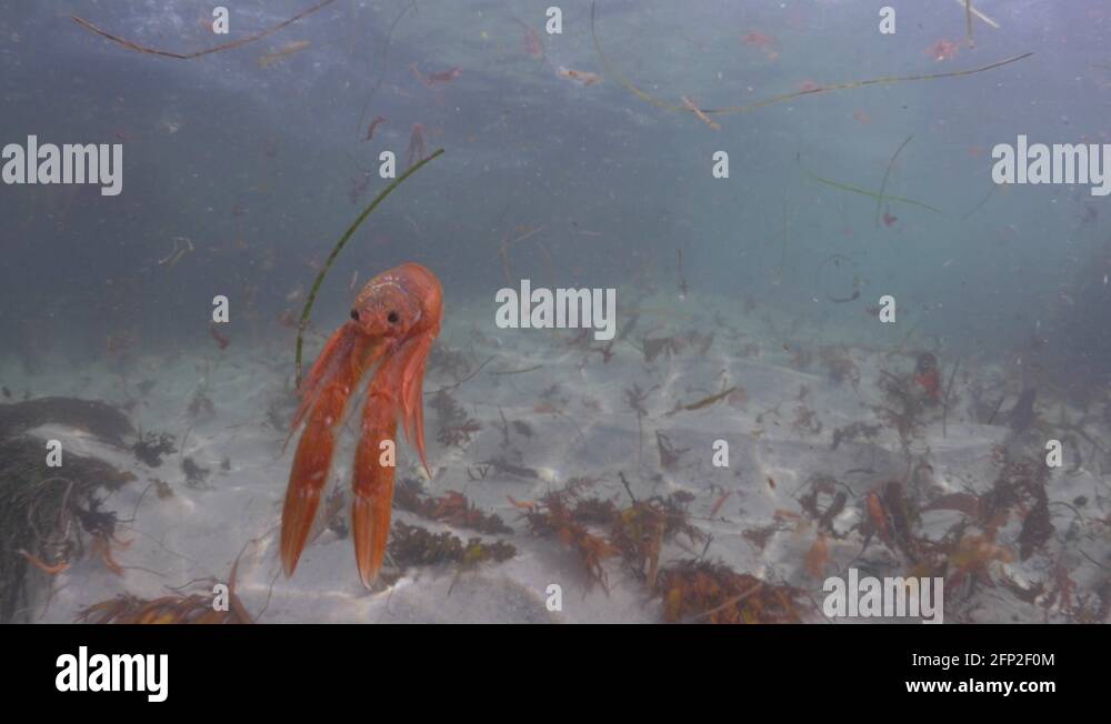 Underwater: Group of Crabs Swimming Backwards With Tails in Monterey ...