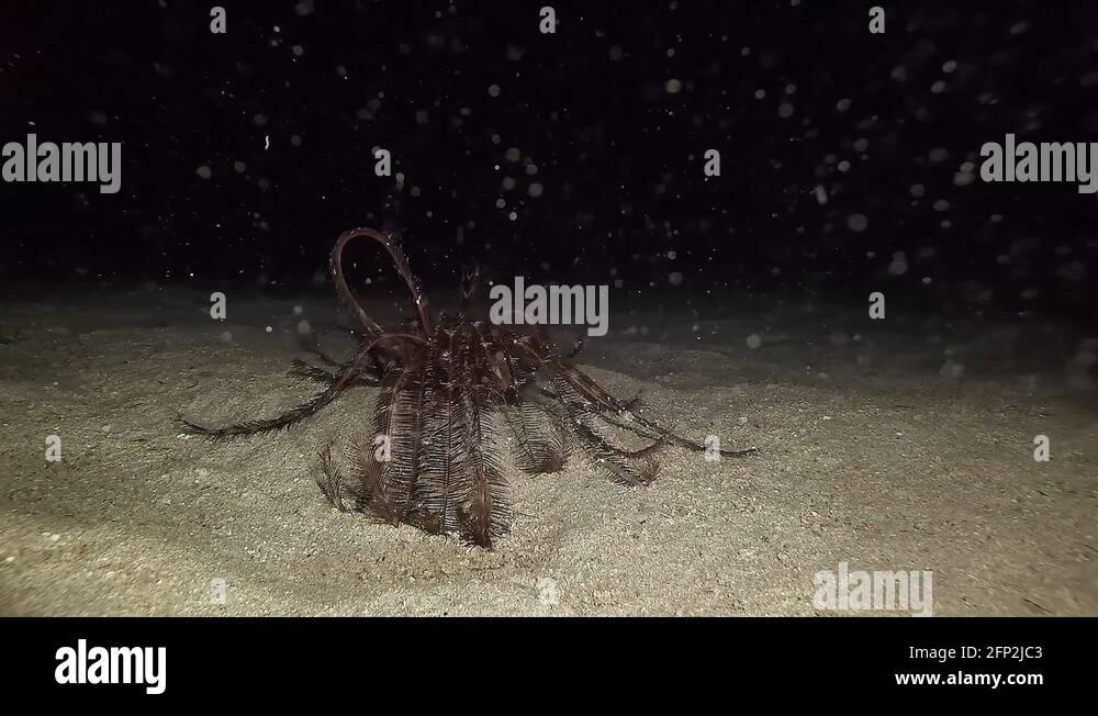 Animal bottom Stock Videos & Footage - HD and 4K Video Clips - Alamy