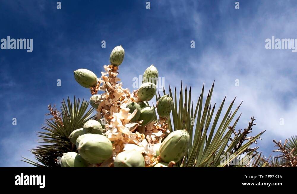 Joshua Tree seed pods ready to bloom, Mojave Desert, Low Angle Stock ...