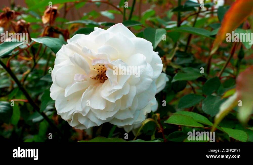 White rose with green leaf Stock Videos & Footage - HD and 4K Video ...