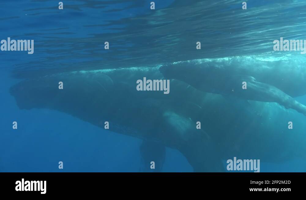 Giant family reunion Stock Videos & Footage - HD and 4K Video Clips - Alamy