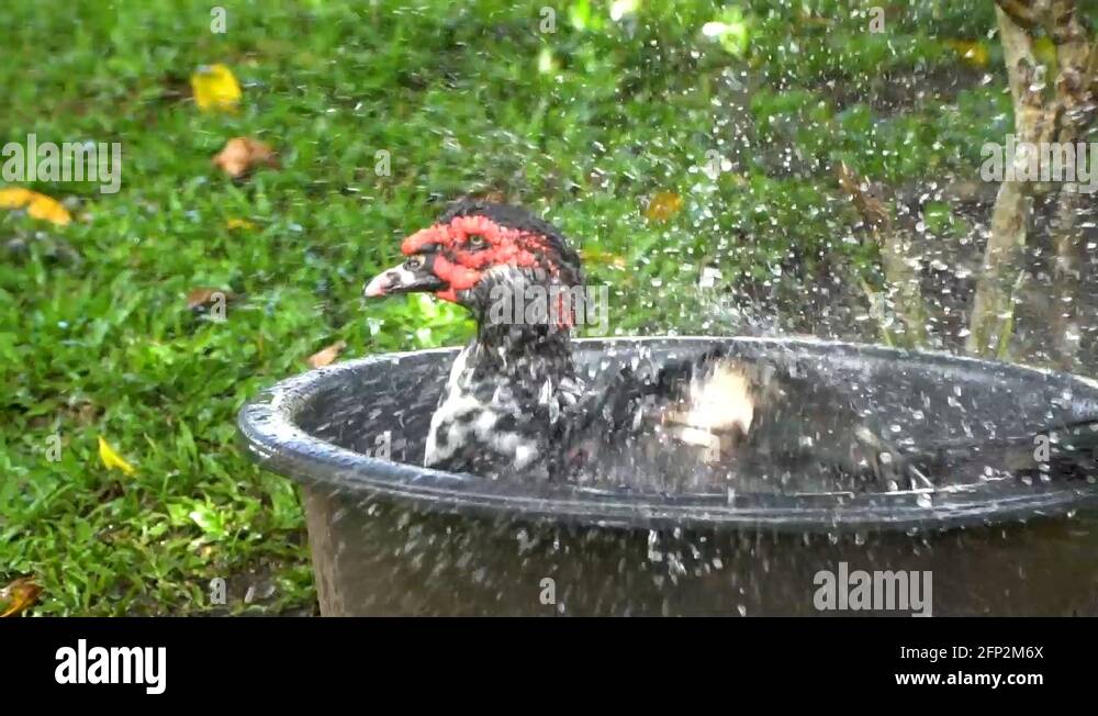Male domestic muscovy duck Stock Videos & Footage - HD and 4K Video ...