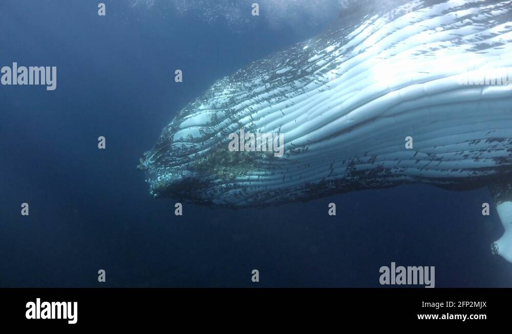 Underwater humpback whales Stock Videos & Footage - HD and 4K Video ...