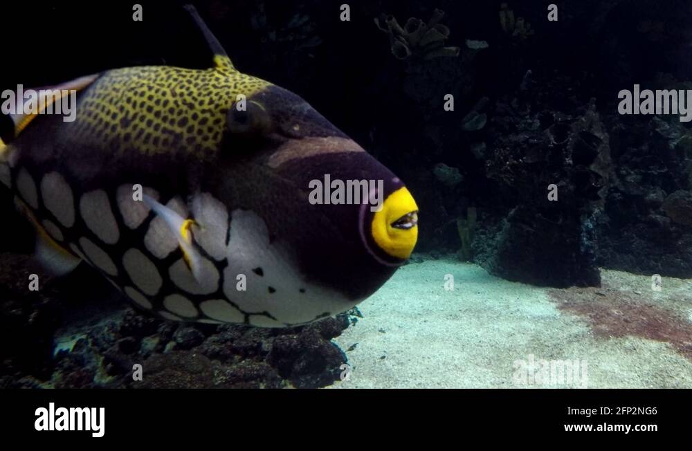 Stone triggerfish Stock Videos & Footage - HD and 4K Video Clips - Alamy