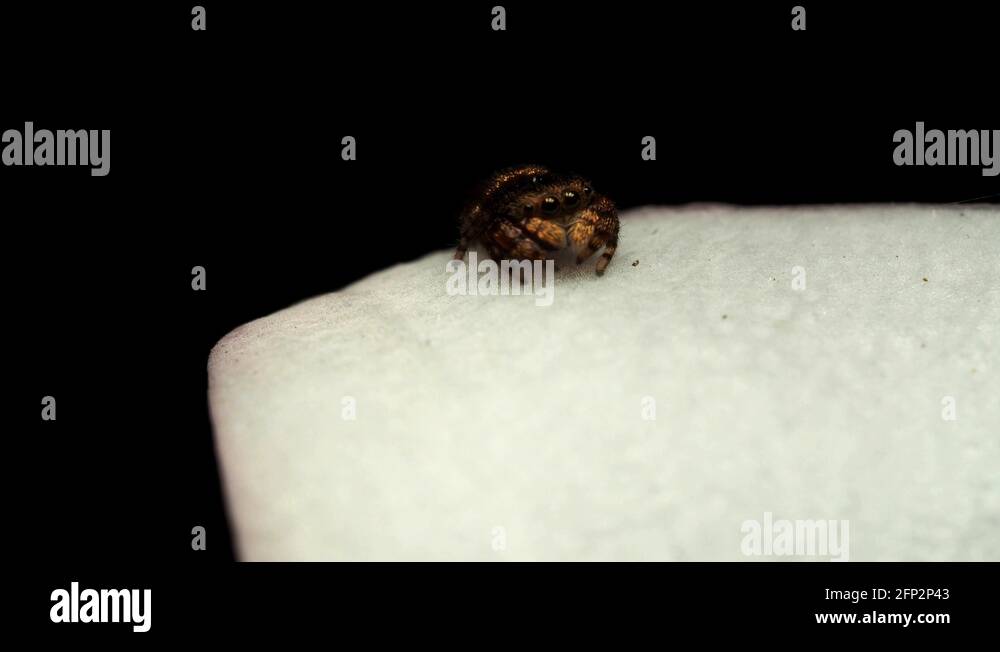 Tapping legs Stock Videos & Footage - HD and 4K Video Clips - Alamy