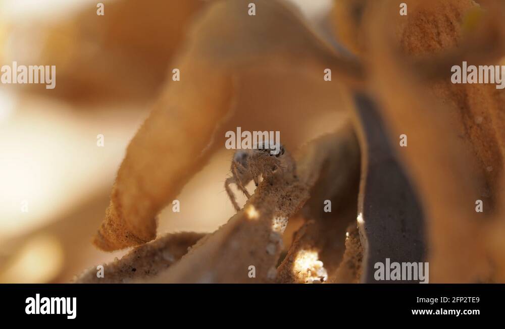 Australian peacock spider Stock Videos & Footage - HD and 4K Video ...