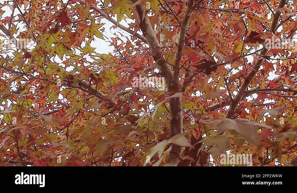 Windy blown tree Stock Videos & Footage - HD and 4K Video Clips - Alamy