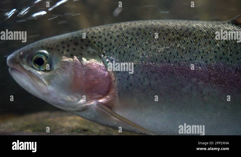 Rainbow trout aquarium Stock Videos & Footage - HD and 4K Video Clips ...