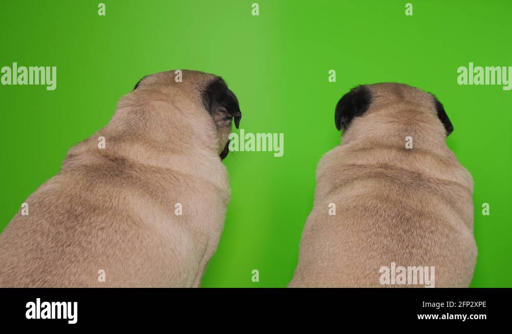 Backside, back view of dog pug looking, watching to green screen Stock ...