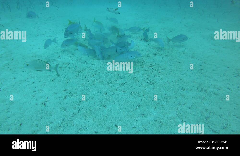 Sting ray in the sand Stock Videos & Footage - HD and 4K Video Clips ...