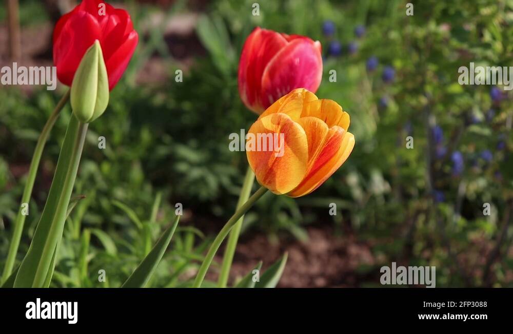 Amazing wildflowers Stock Videos & Footage - HD and 4K Video Clips - Alamy