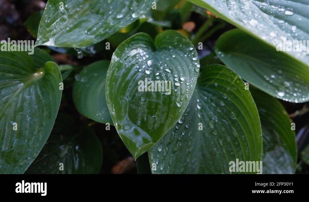 Green hosta Stock Videos & Footage - HD and 4K Video Clips - Alamy