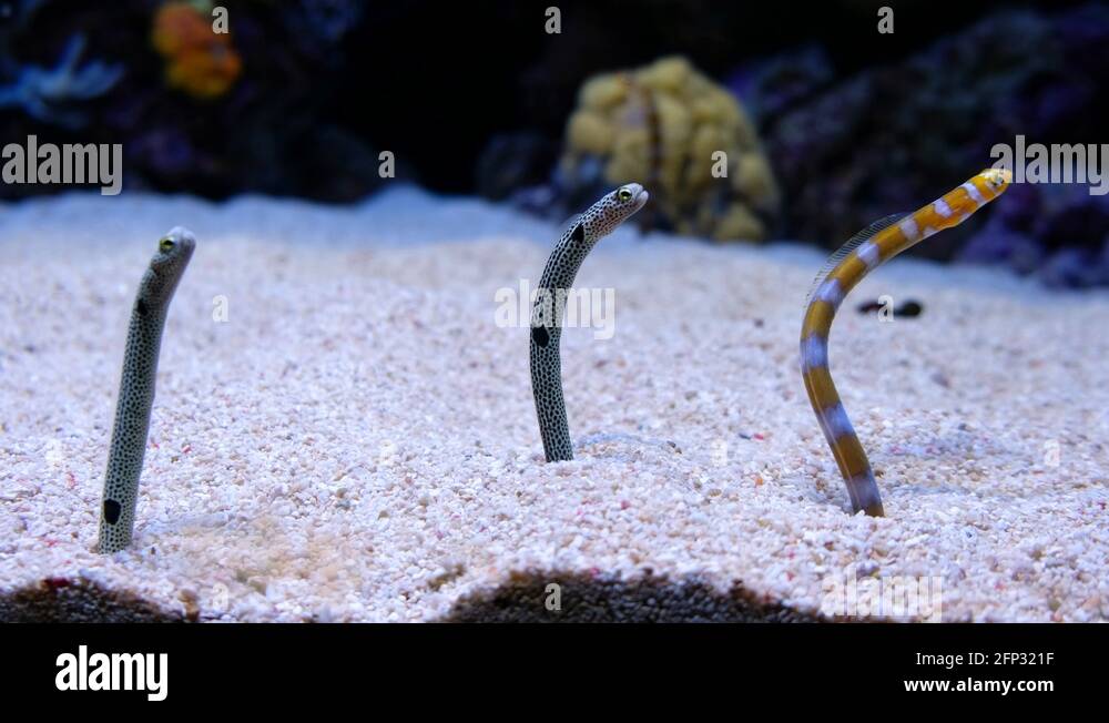 Barred conger eel Stock Videos & Footage - HD and 4K Video Clips - Alamy