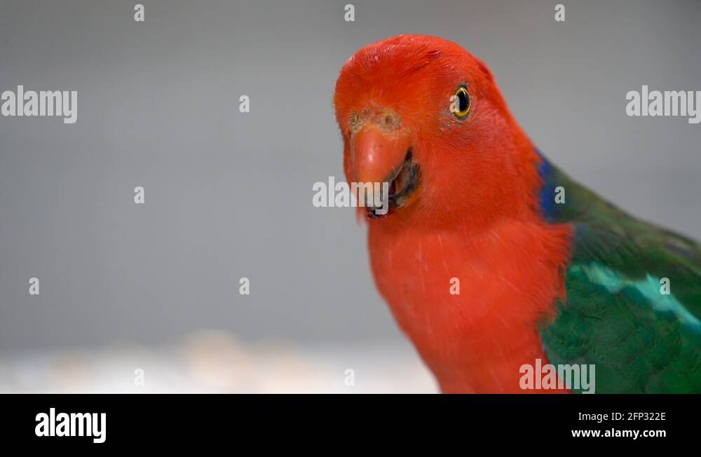 Red yellow parakeet Stock Videos & Footage - HD and 4K Video Clips - Alamy