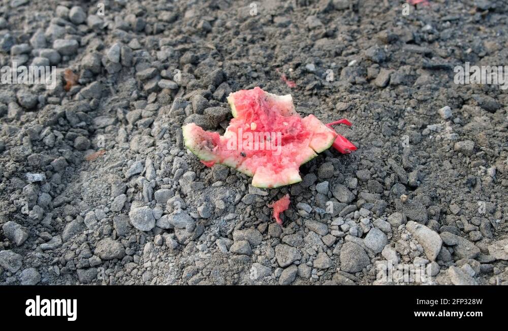 Blowing up watermelon Stock Videos & Footage - HD and 4K Video Clips ...