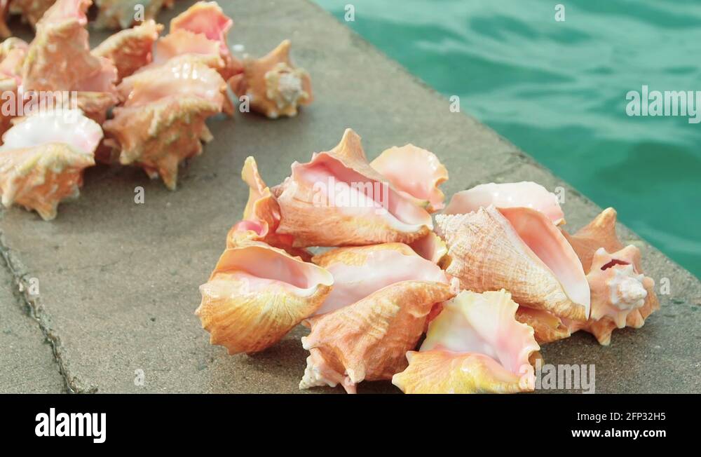 Seashells Stock Videos & Footage - HD and 4K Video Clips - Alamy