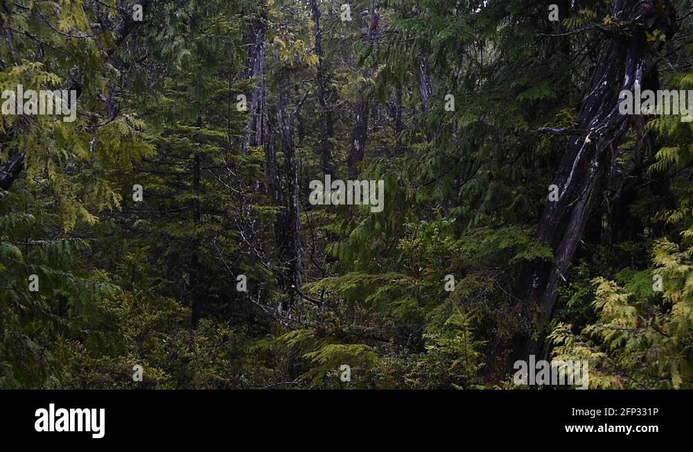 Temperate rainforest during rainstorm. Moody rain and wind Stock Video ...