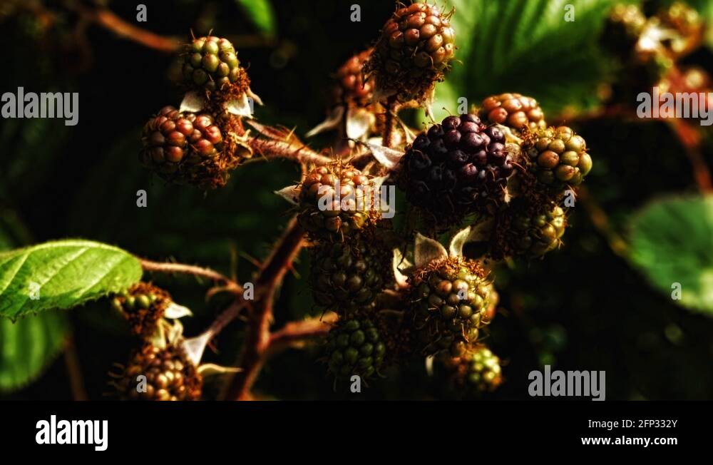 Bramble red stem Stock Videos & Footage - HD and 4K Video Clips - Alamy