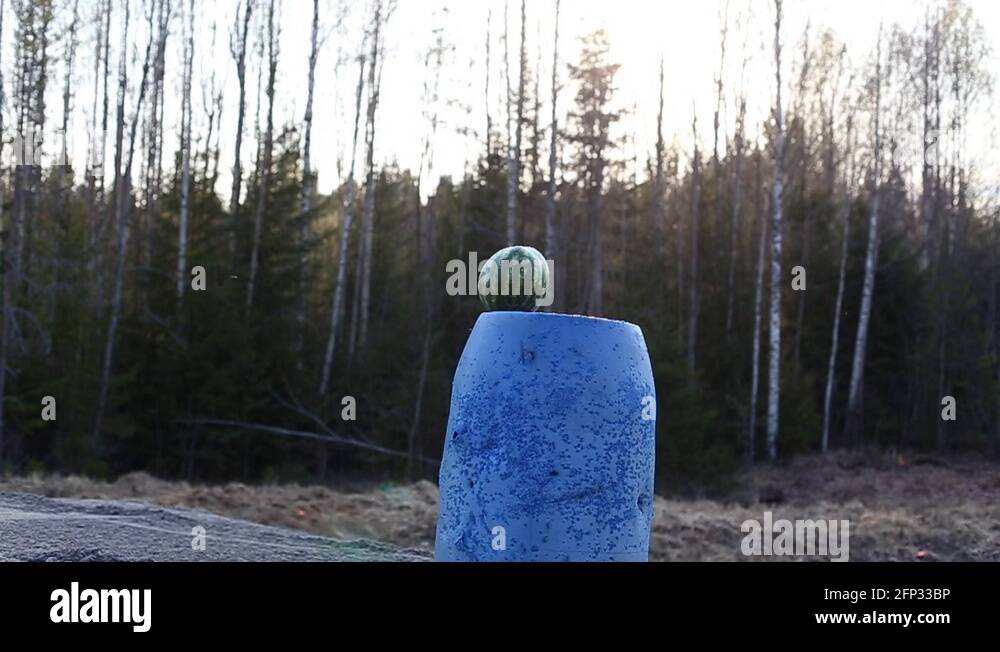 Footage of shooting watermelon with shotgun Stock Video Footage - Alamy