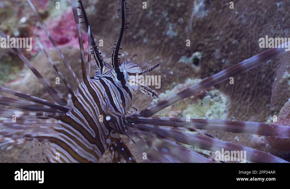 Lionfish at the Philippines Filmed with Sony AX700 1080 HD 100FPS Gates ...