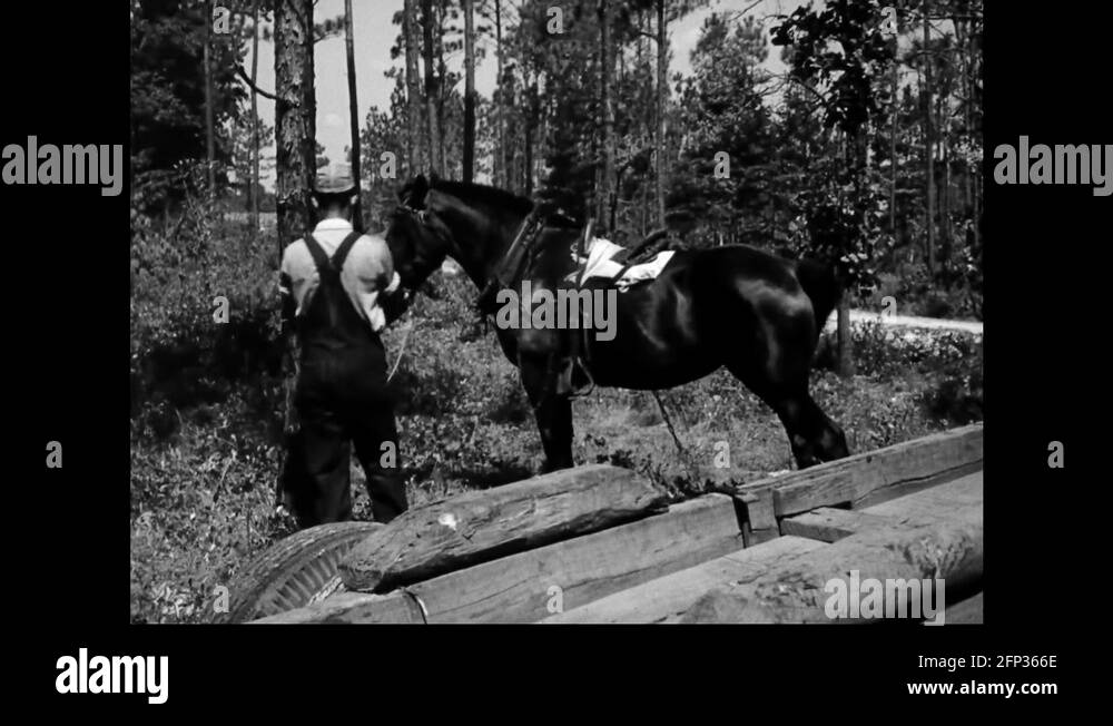 Logger and horse at work in the forest Stock Videos & Footage - HD and ...